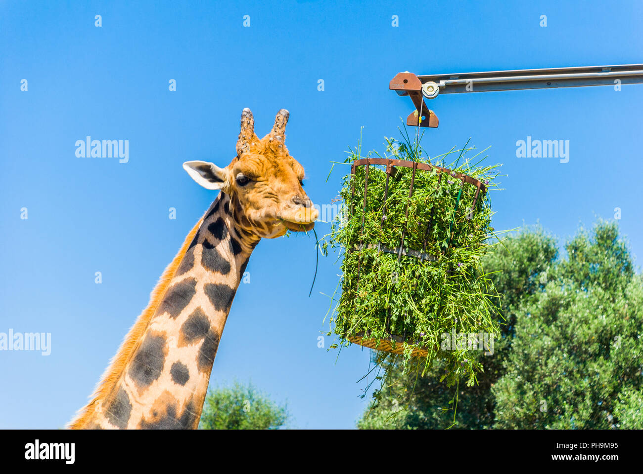 Safari zoo majorca hi-res stock photography and images - Alamy