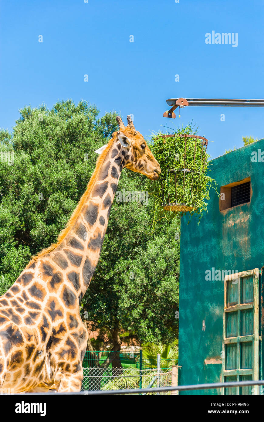 Eating giraffe, Safari Park - Majorca Stock Photo - Alamy