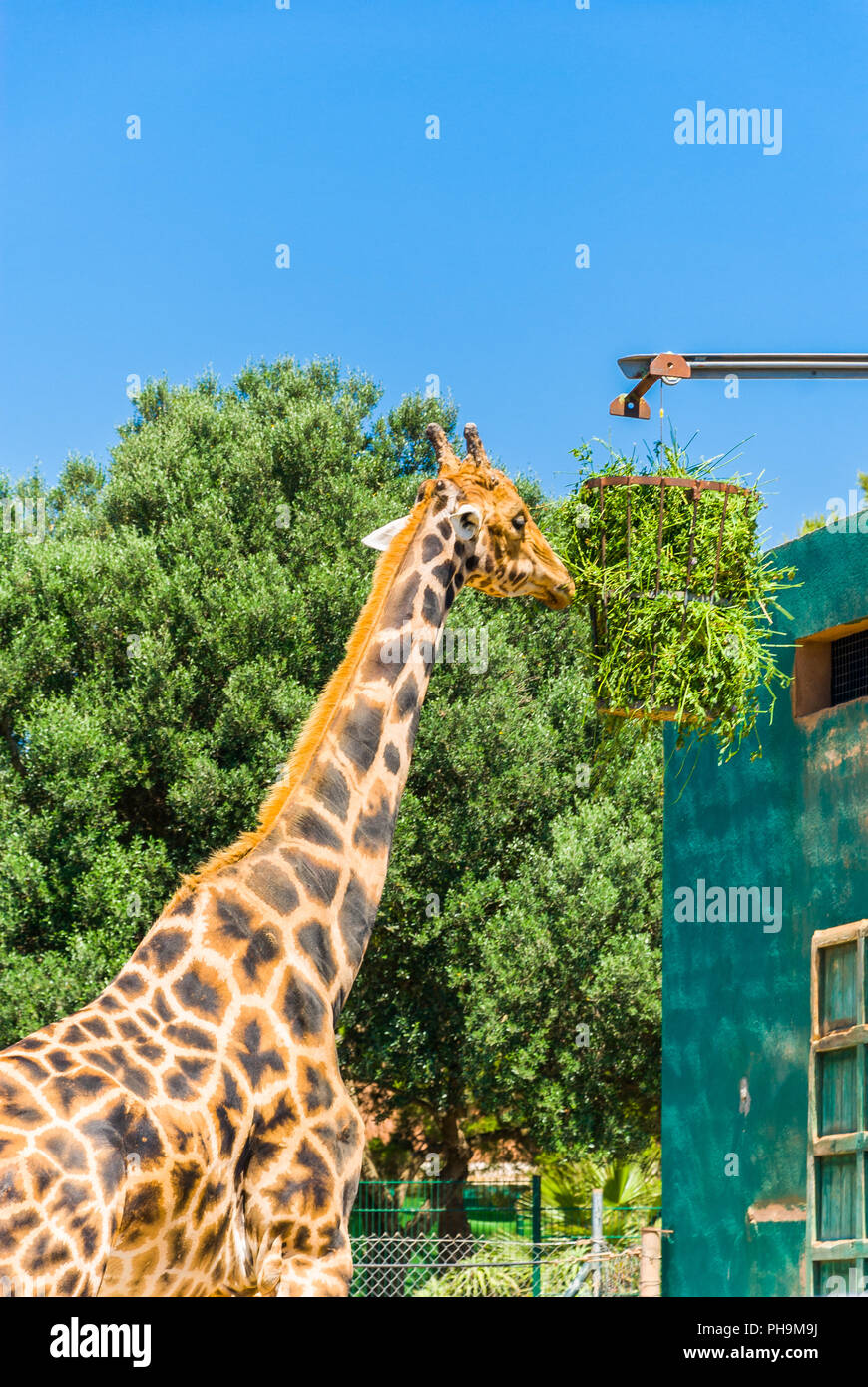 Safari zoo majorca hi-res stock photography and images - Alamy