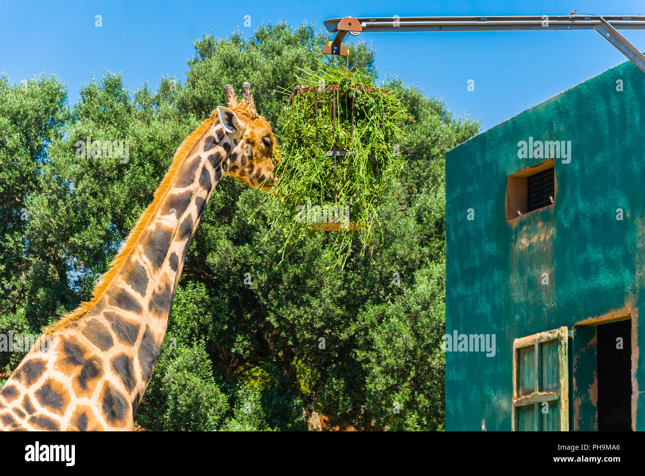 Safari zoo majorca hi-res stock photography and images - Alamy