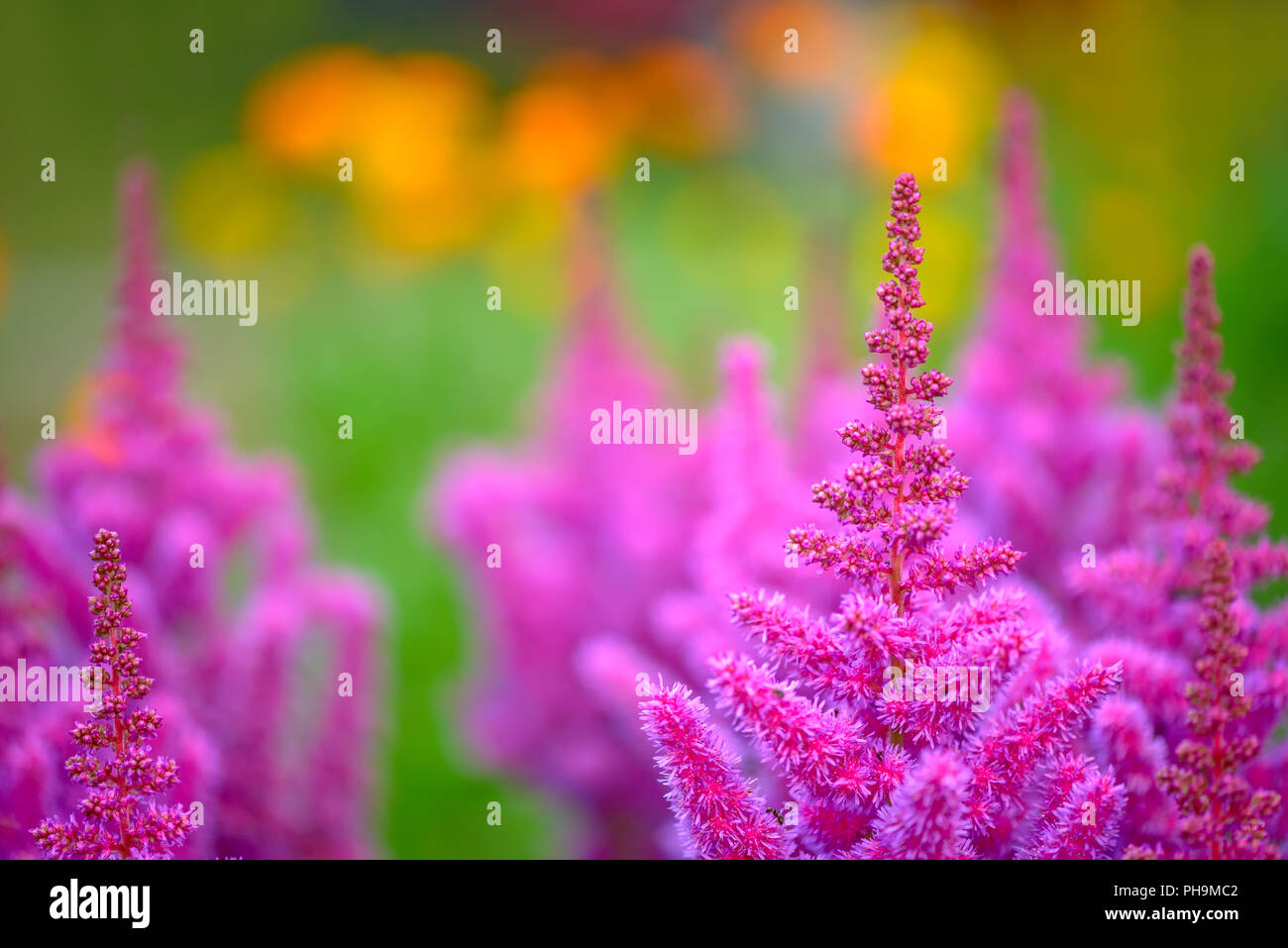 Closeup astilbe plant hi-res stock photography and images - Alamy