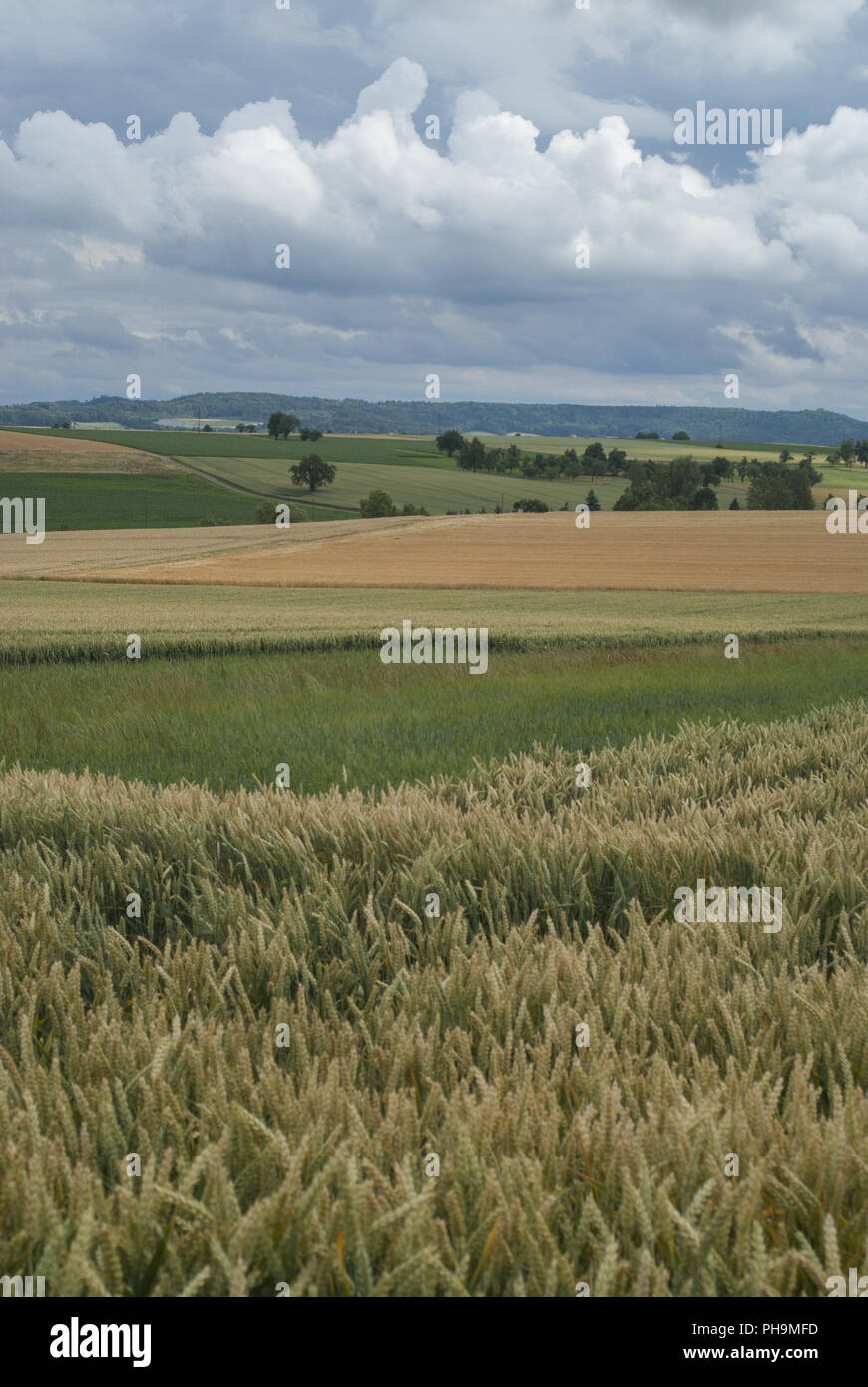 Rye field landscape germany hi-res stock photography and images - Alamy
