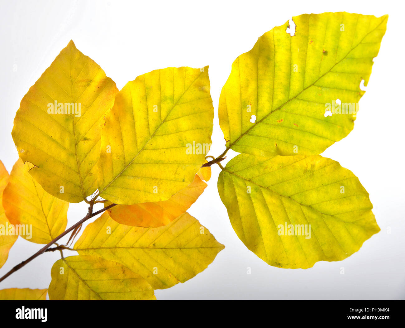 Colorful beech autumn hi-res stock photography and images - Alamy