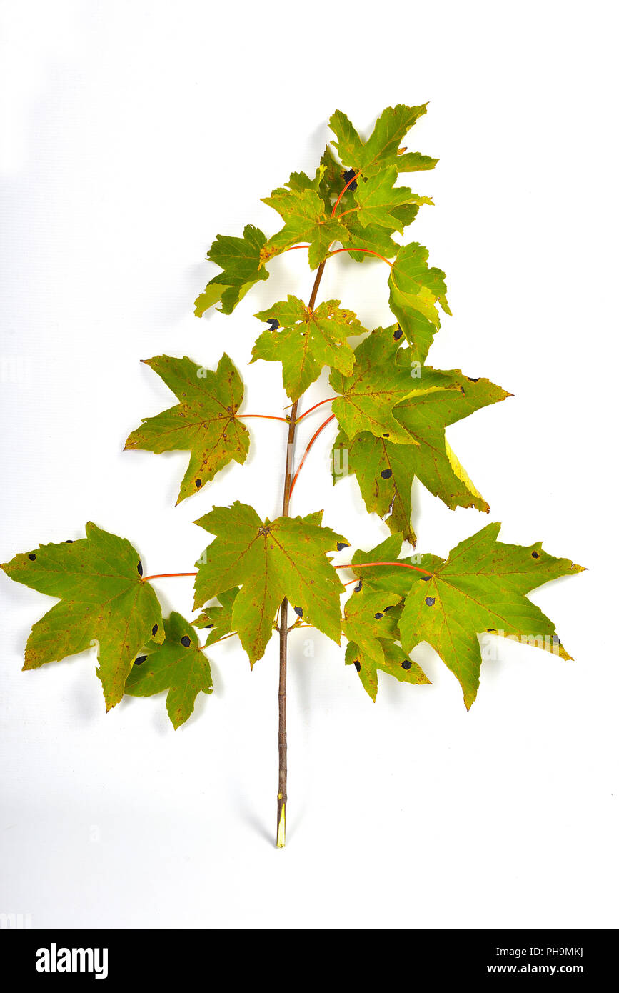 Leaves branch hi-res stock photography and images - Alamy