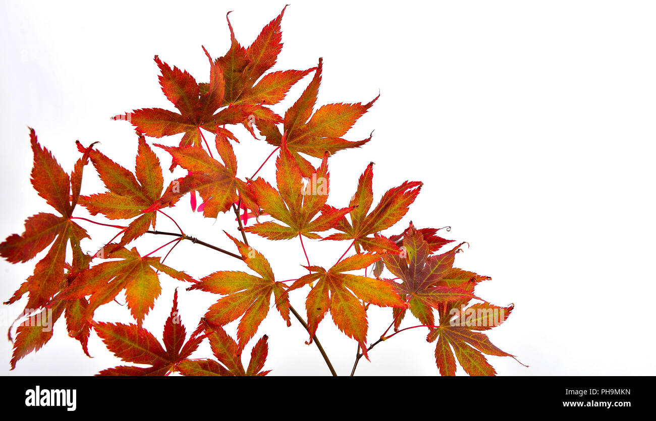 Row of leaves hi-res stock photography and images - Alamy