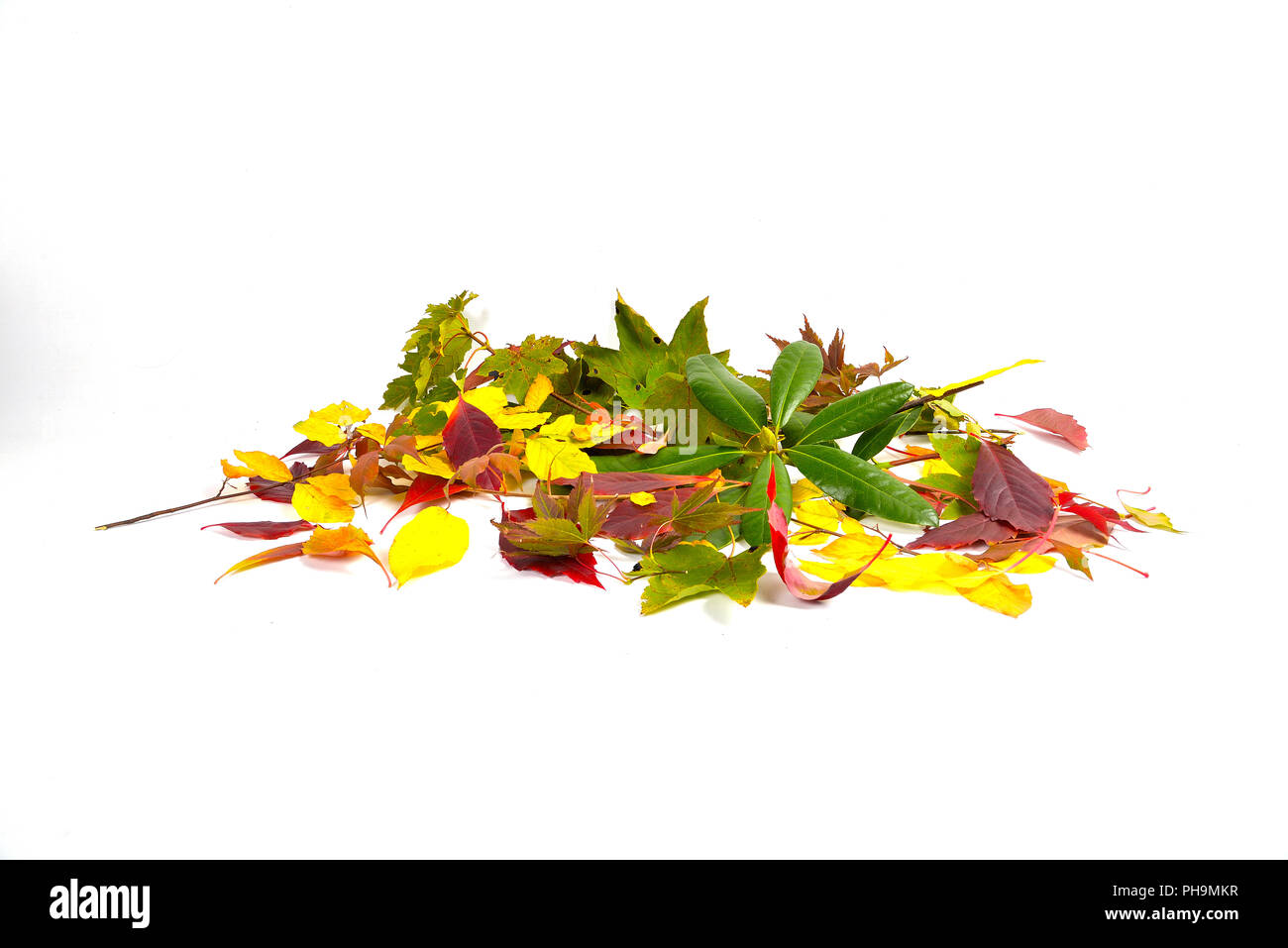 Row of leaves hi-res stock photography and images - Alamy