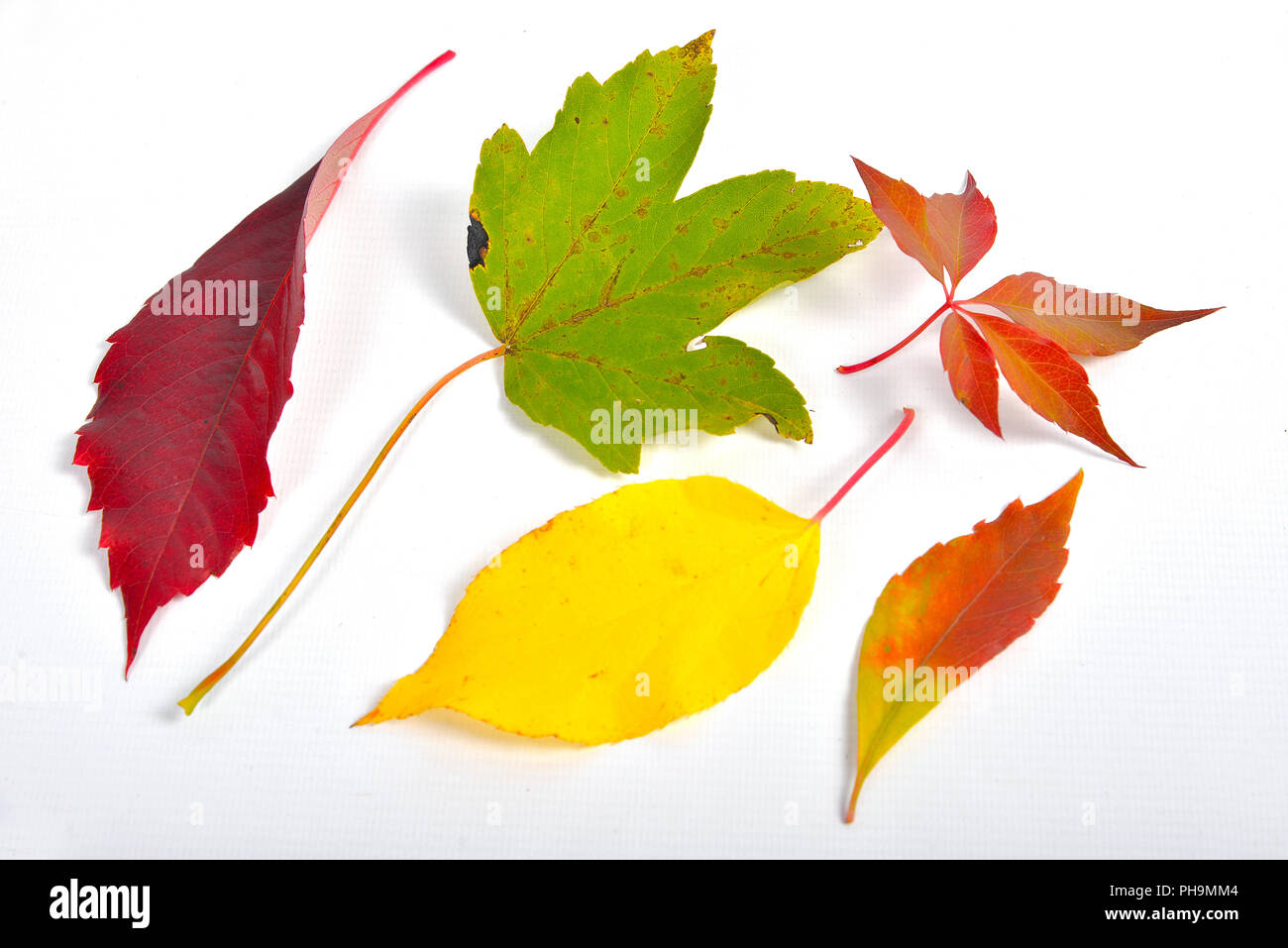 Autumn Colorful leaves branch row set Stock Photo - Alamy