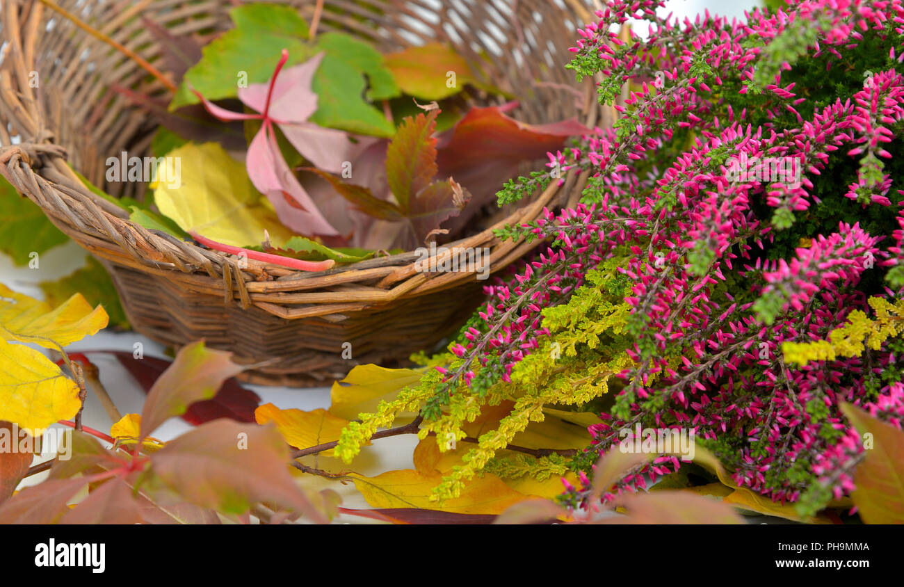 Close up shot colorful leaves hi-res stock photography and images - Alamy