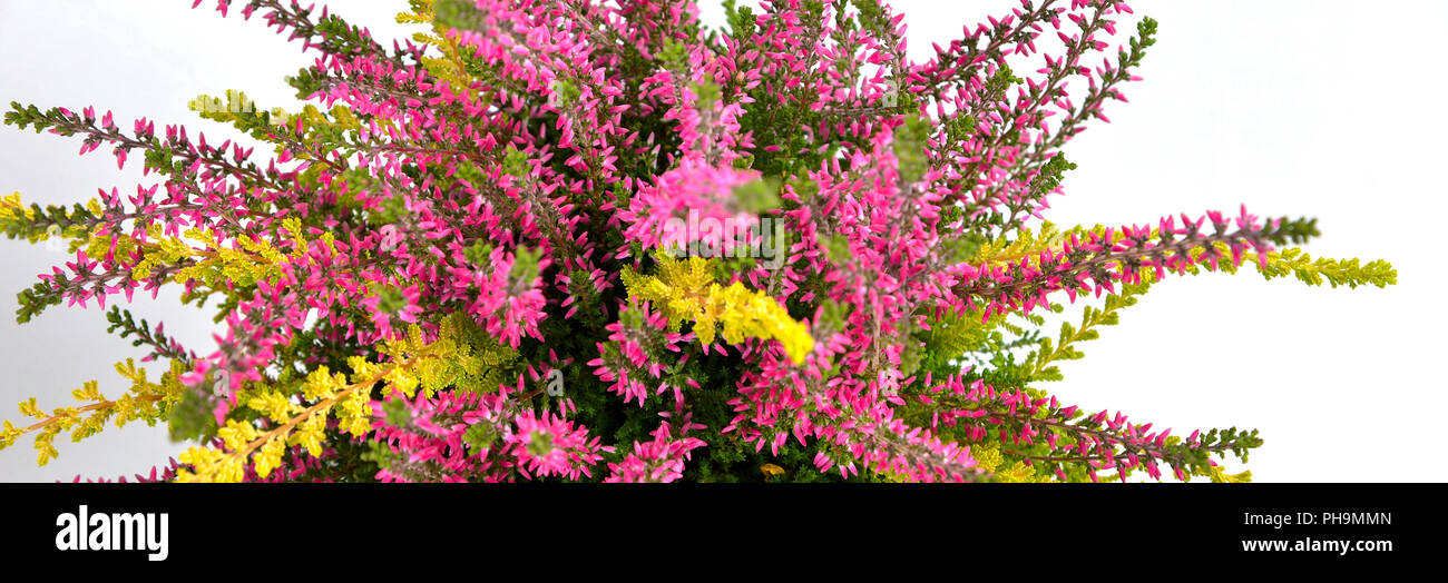 Purple erica hi-res stock photography and images - Alamy