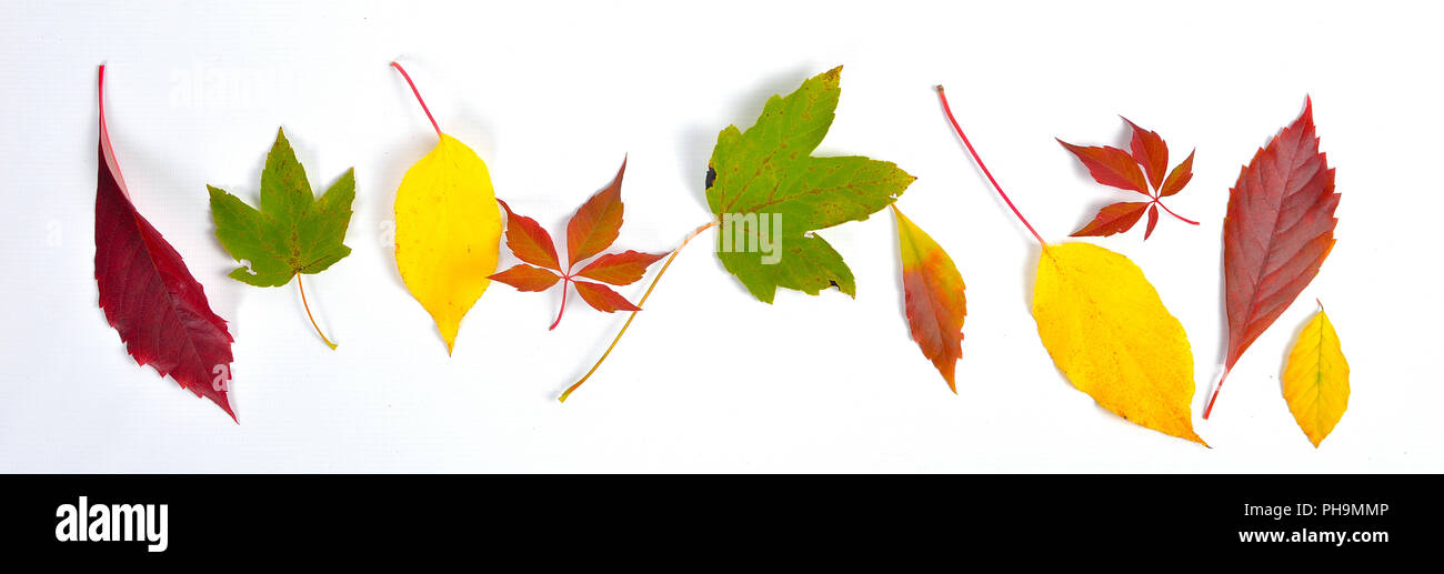 Autumn Colorful leaves branch row set Stock Photo - Alamy