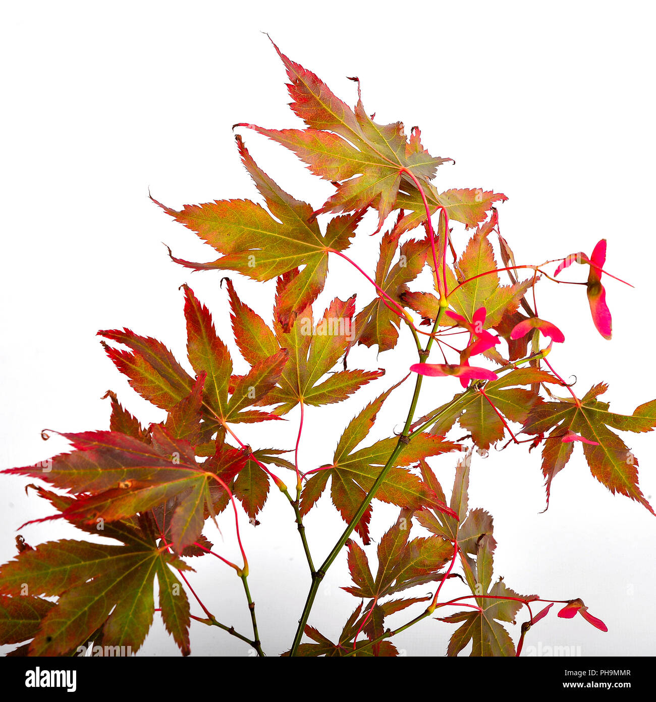 Autumn Colorful leaves branch Stock Photo - Alamy