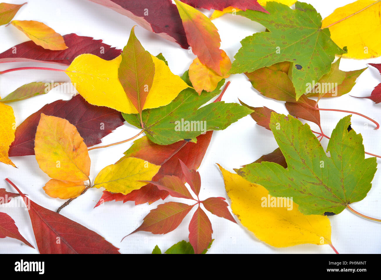 Autumn Colorful leaves branch Stock Photo - Alamy