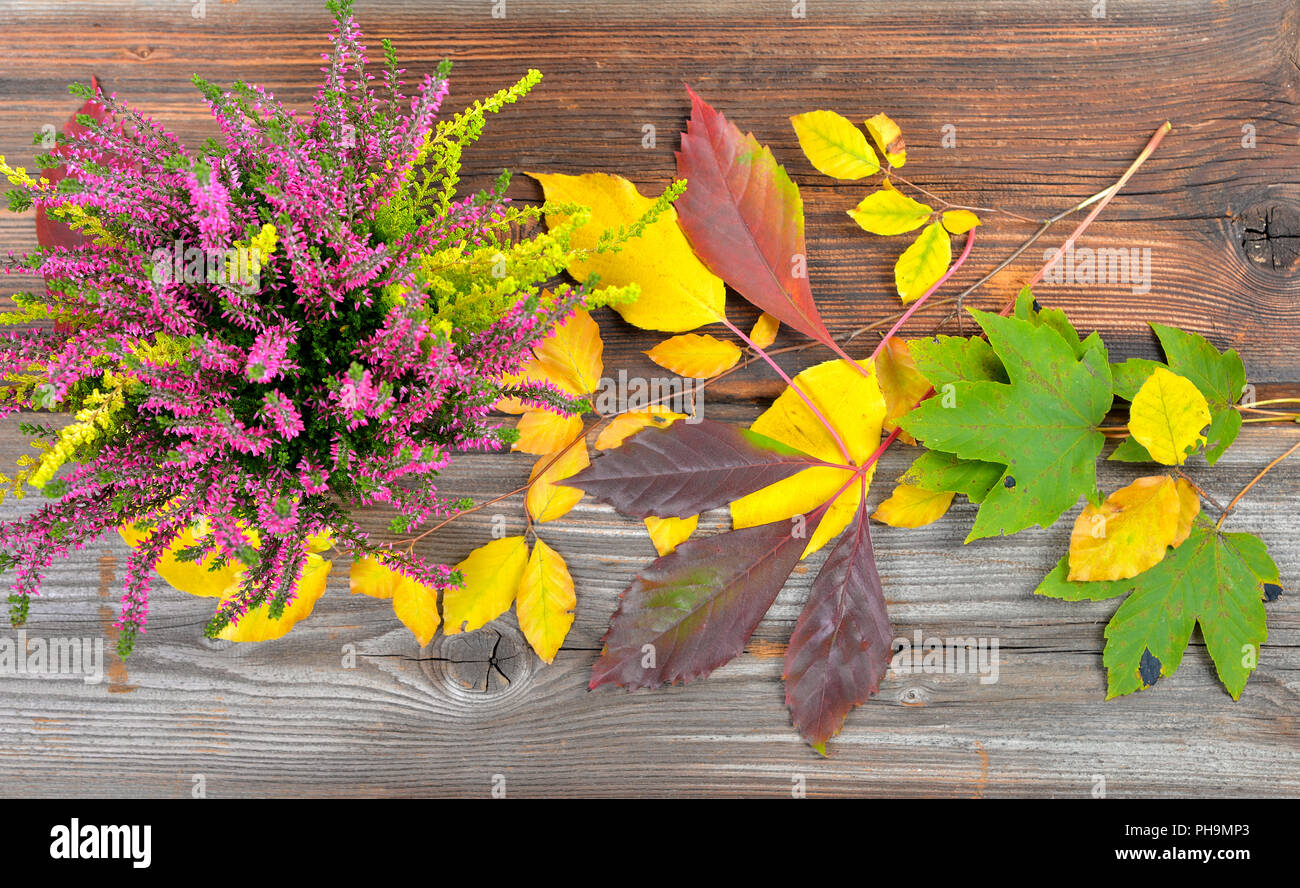 Leaves branch hi-res stock photography and images - Alamy