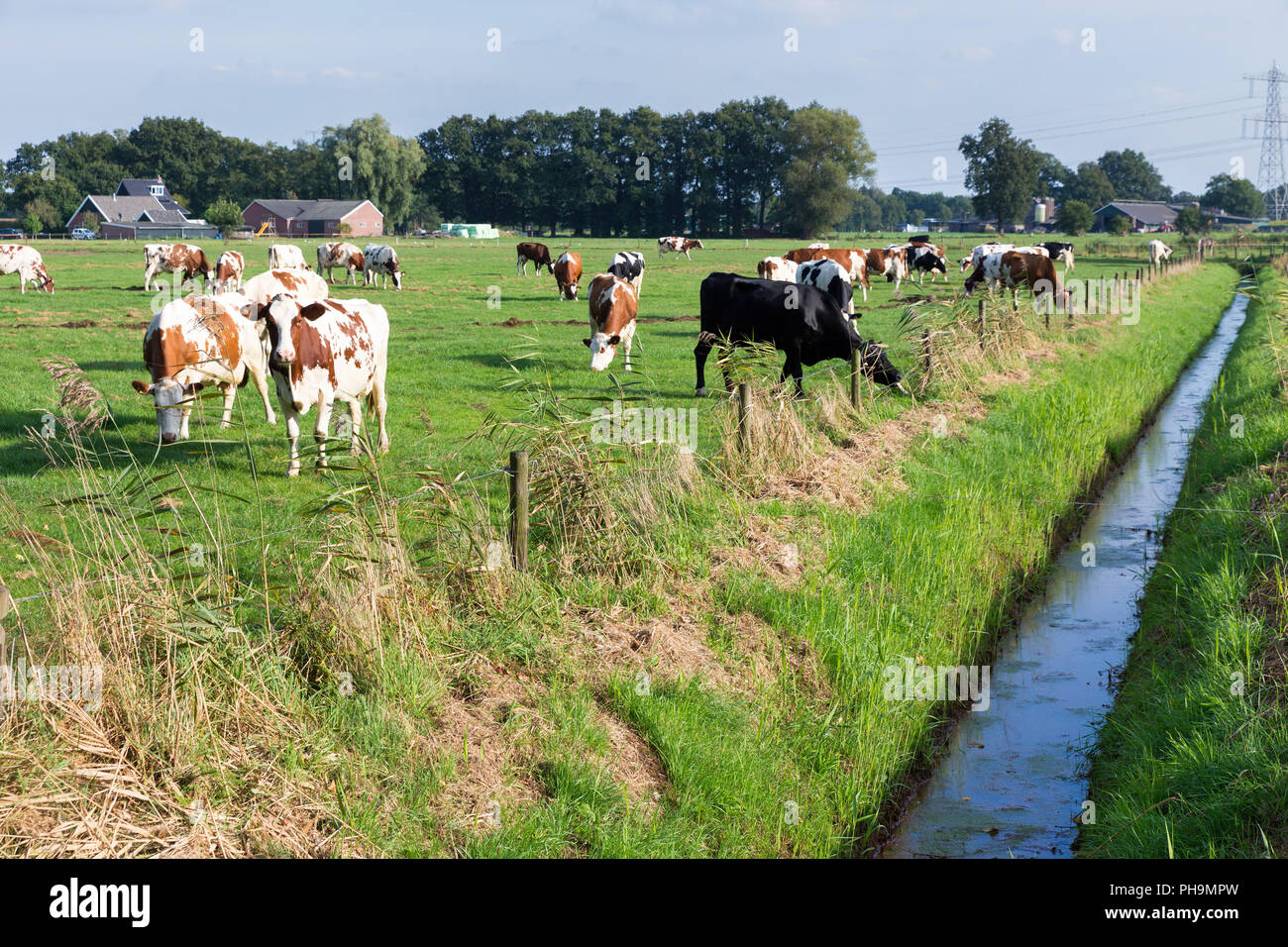 Dutch dairy products hi-res stock photography and images - Alamy