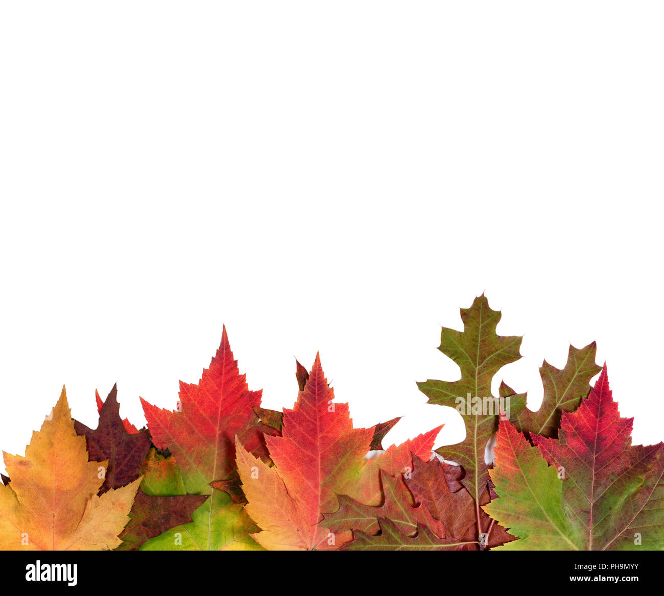 Bright autumn leaves isolated on white background Stock Photo - Alamy