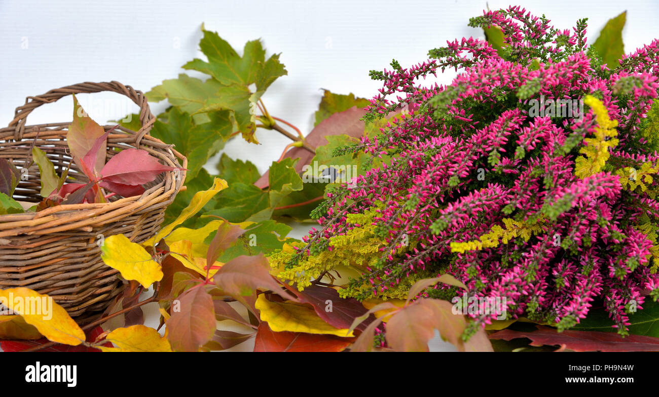 Heather in autumn hi-res stock photography and images - Alamy