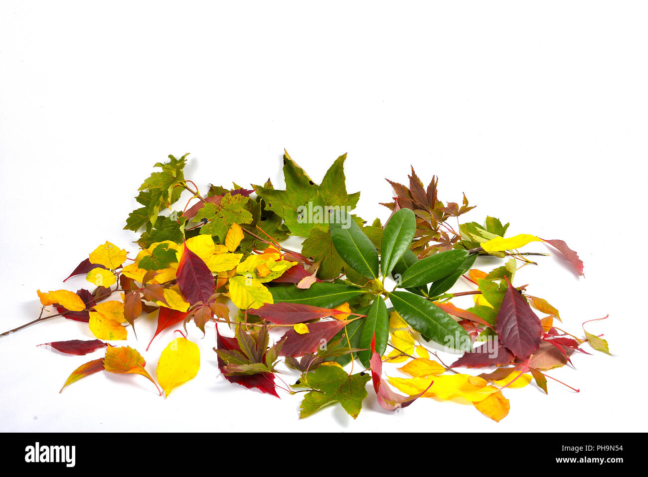 Autumn Colorful leaves branch Stock Photo - Alamy