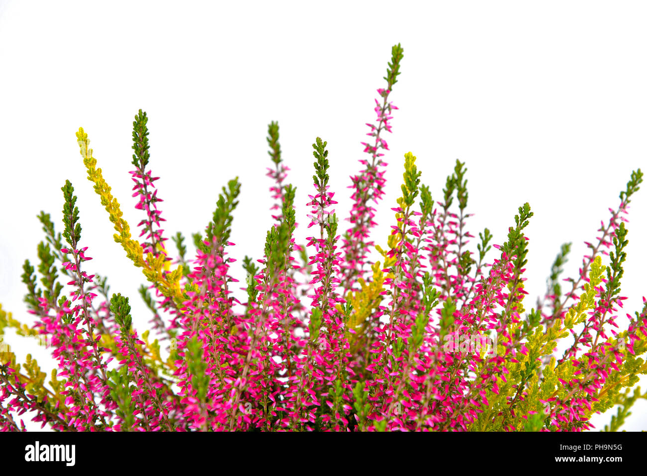 Purple erica hi-res stock photography and images - Alamy