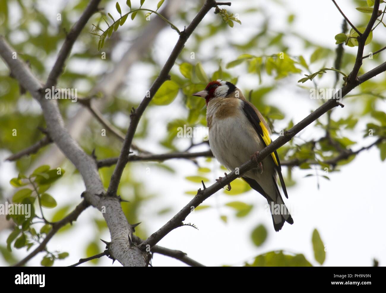 European Goldfinch, Donau delta, Sfântu Gheorghe Romania Stock Photo ...