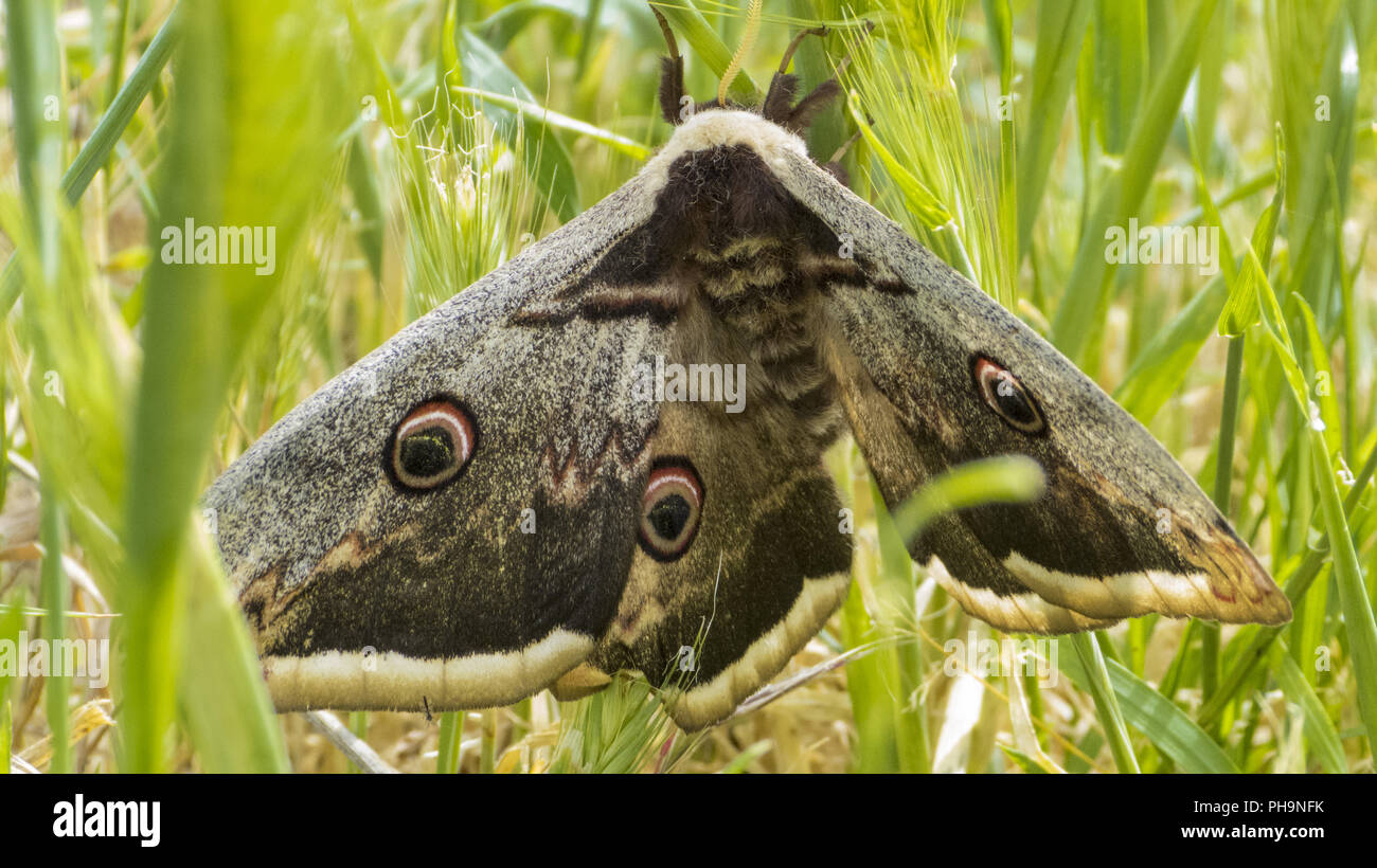 giant emperor moth in the grass Stock Photo - Alamy