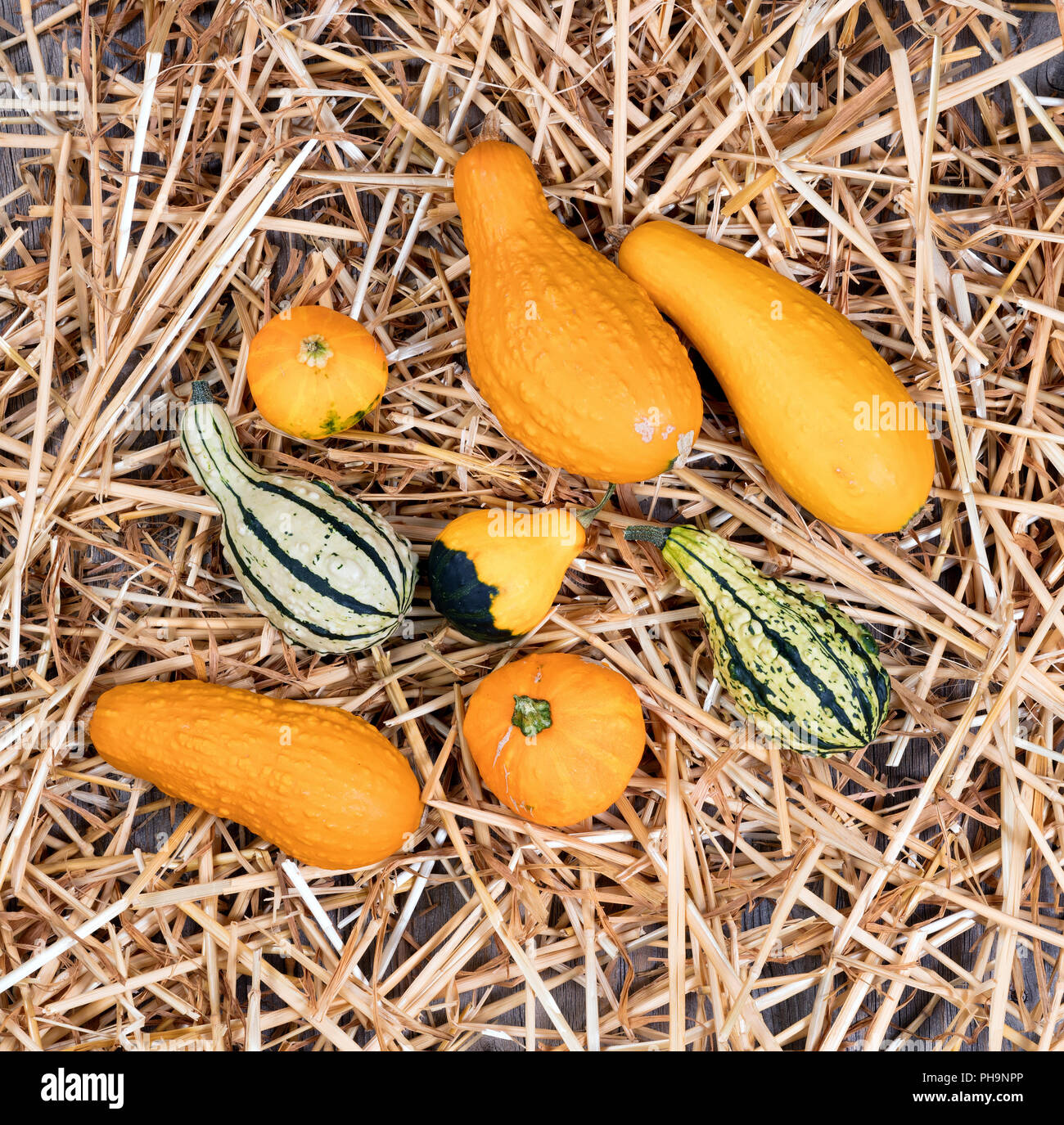 Gourds plant hi-res stock photography and images - Alamy