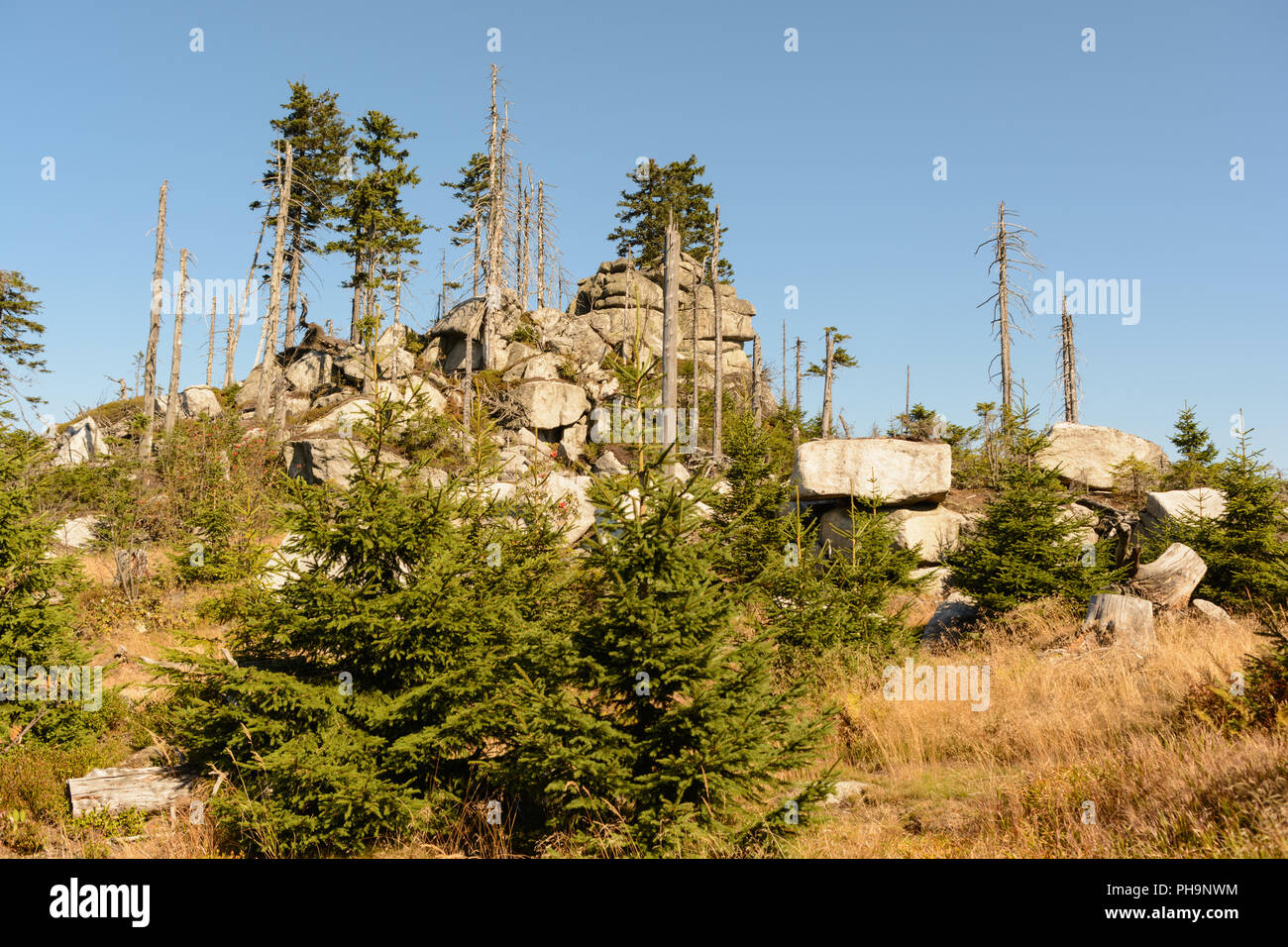 Dreisesselberg - nature reserve with consequences of forest extinction ...