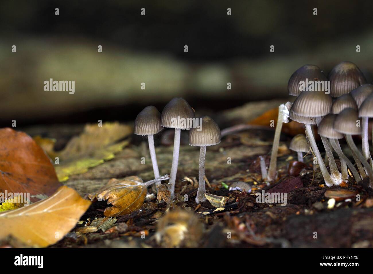 The saprotrophic mushrooms Mycena stipata in a forest Stock Photo - Alamy
