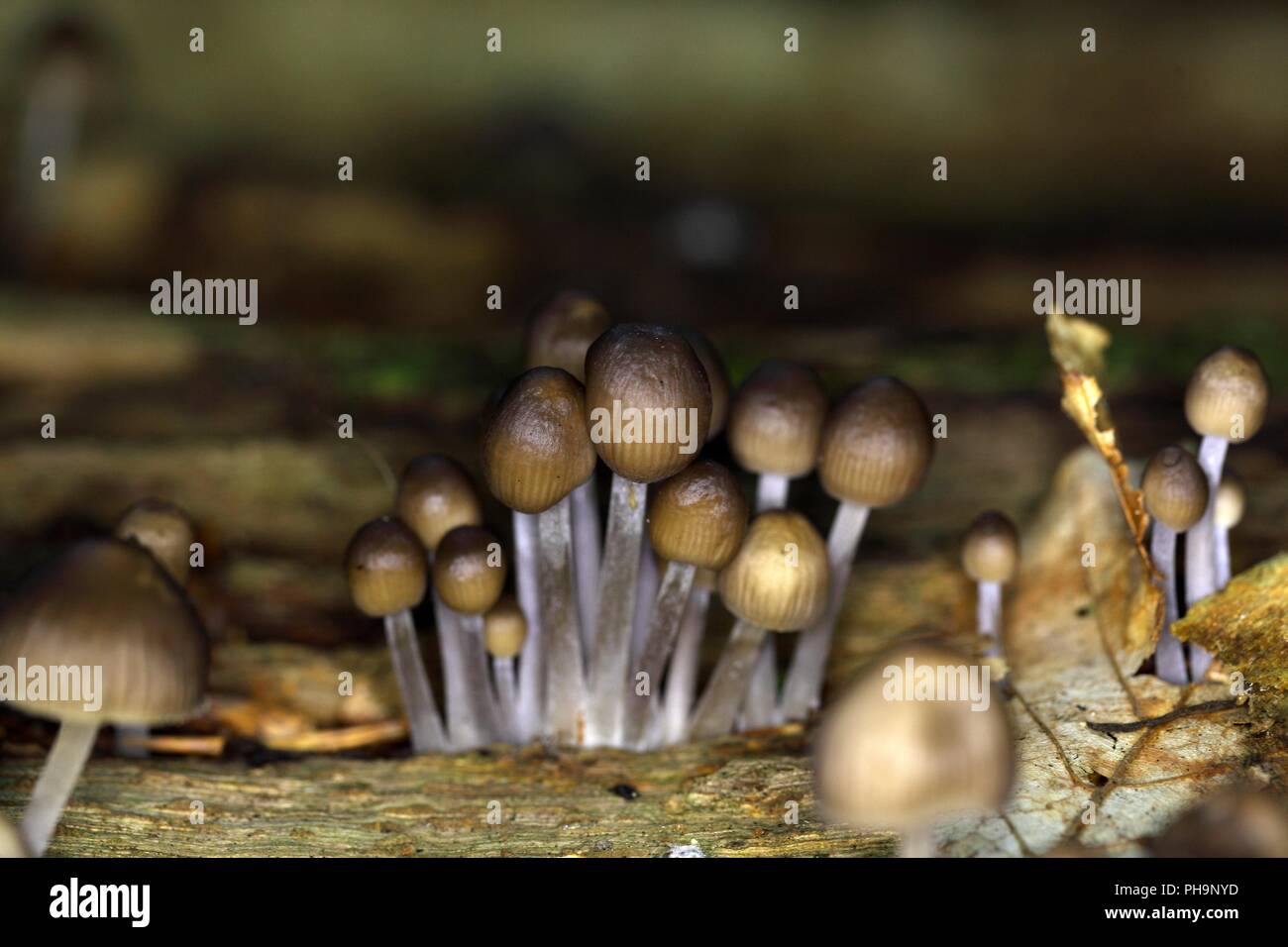 Saprotrophic fungus hi-res stock photography and images - Alamy
