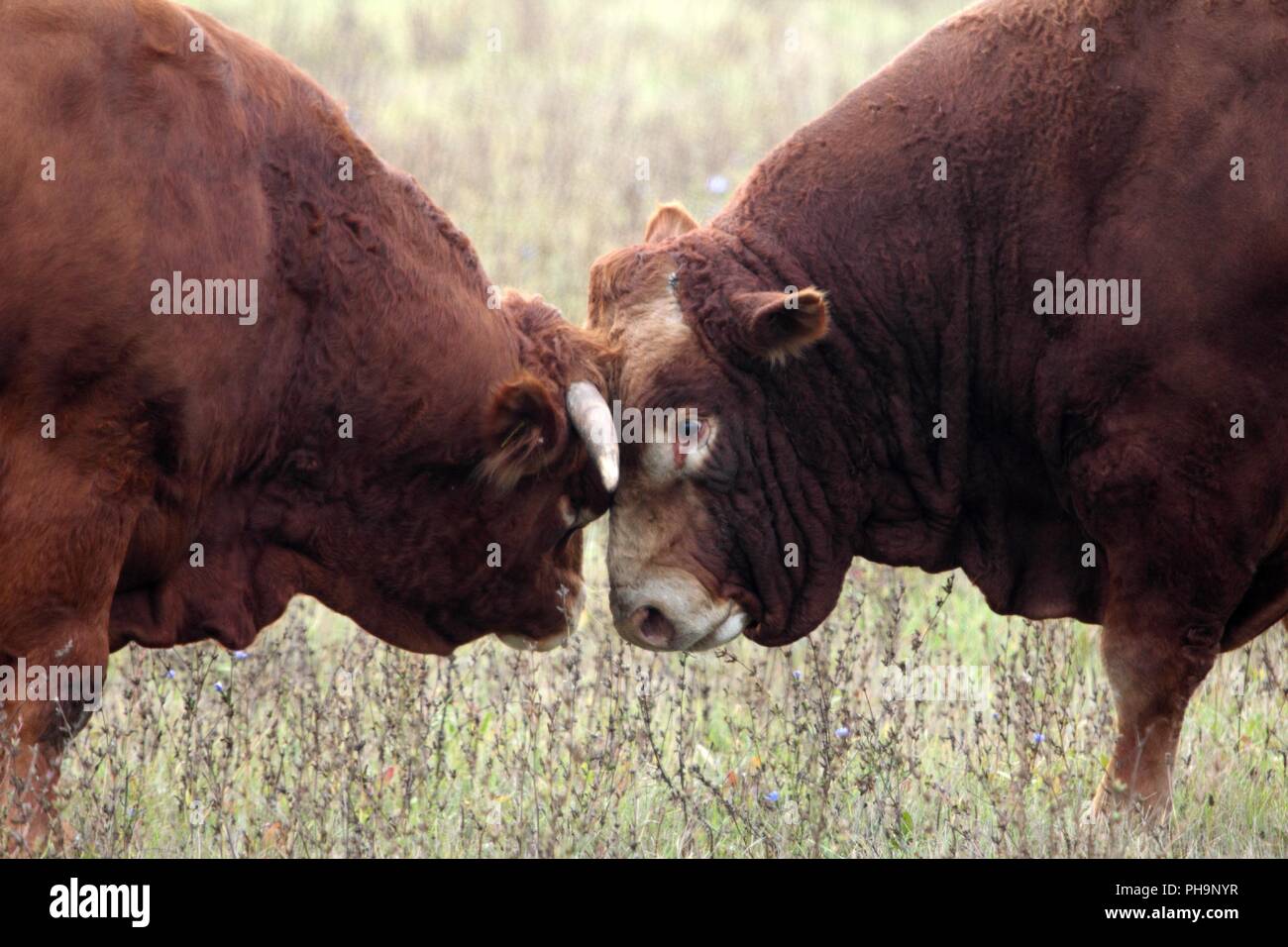 Heads of two bulls on range land Stock Photo - Alamy