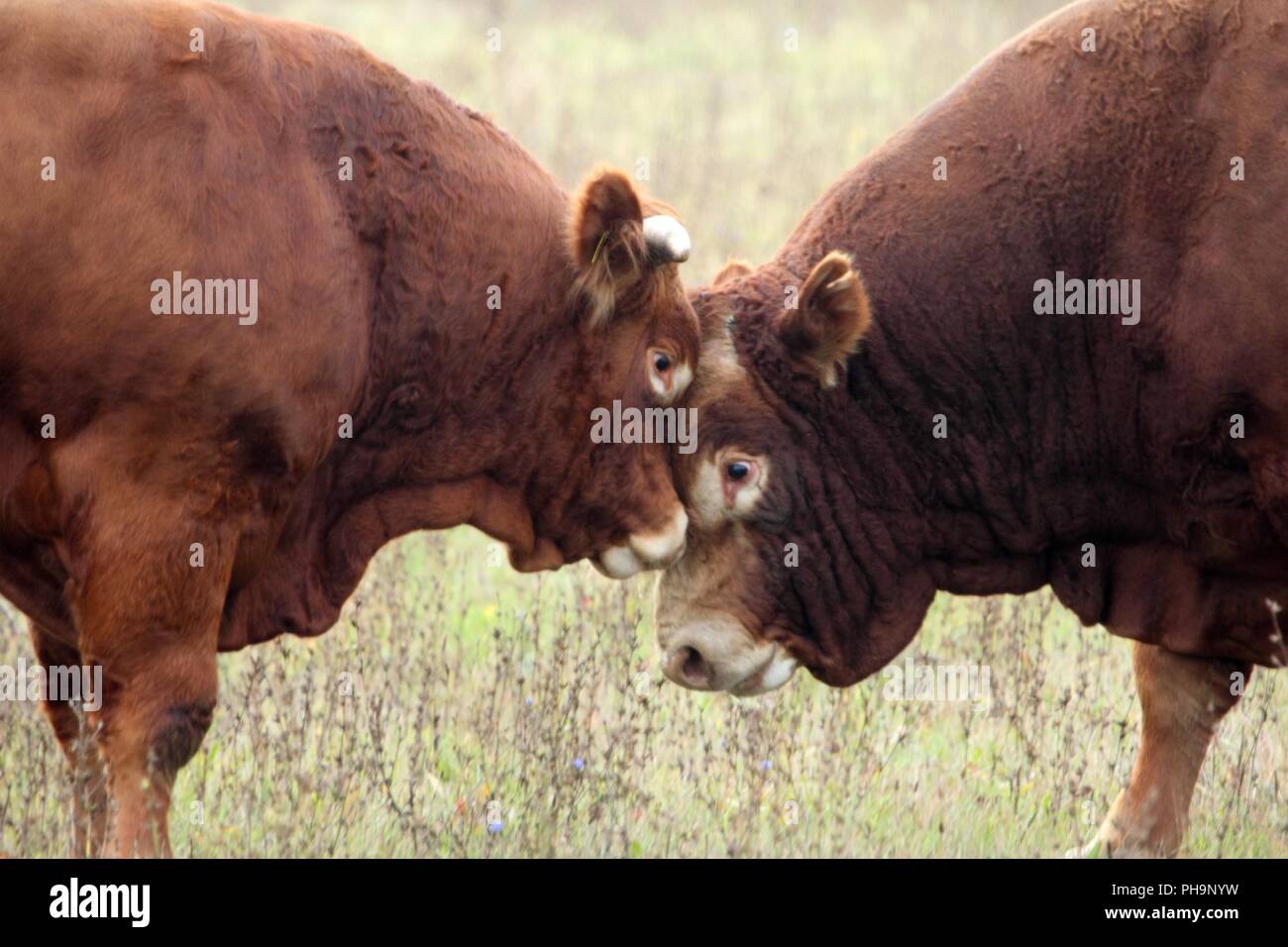 Heads of two bulls on range land Stock Photo - Alamy
