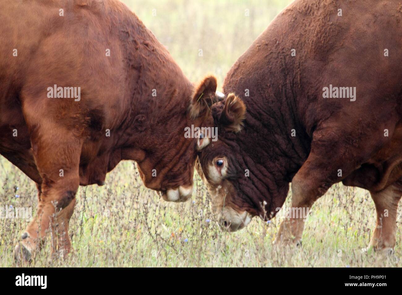 Massive range hi-res stock photography and images - Alamy