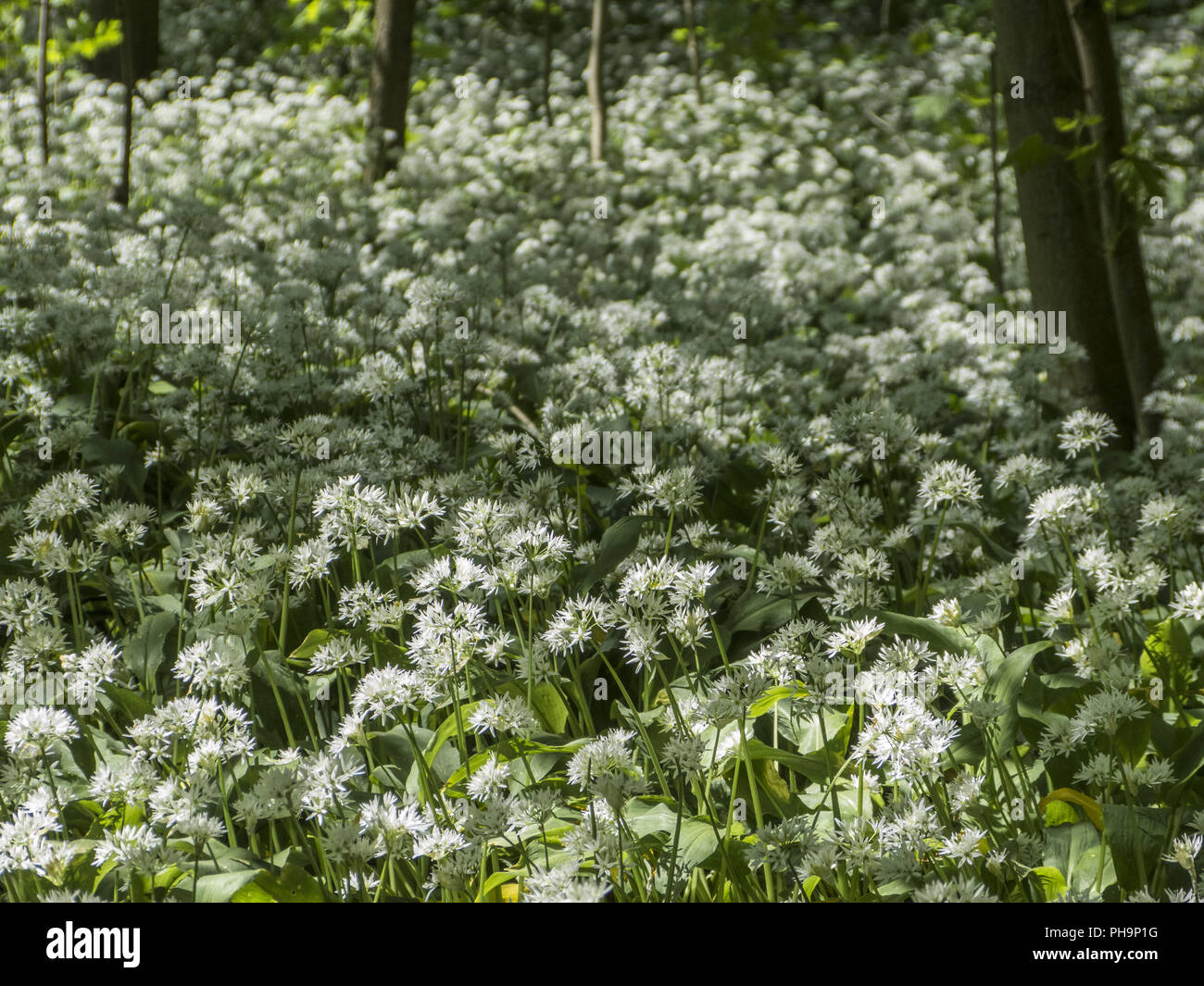 flowering wild garlic in the lowland forest Stock Photo - Alamy