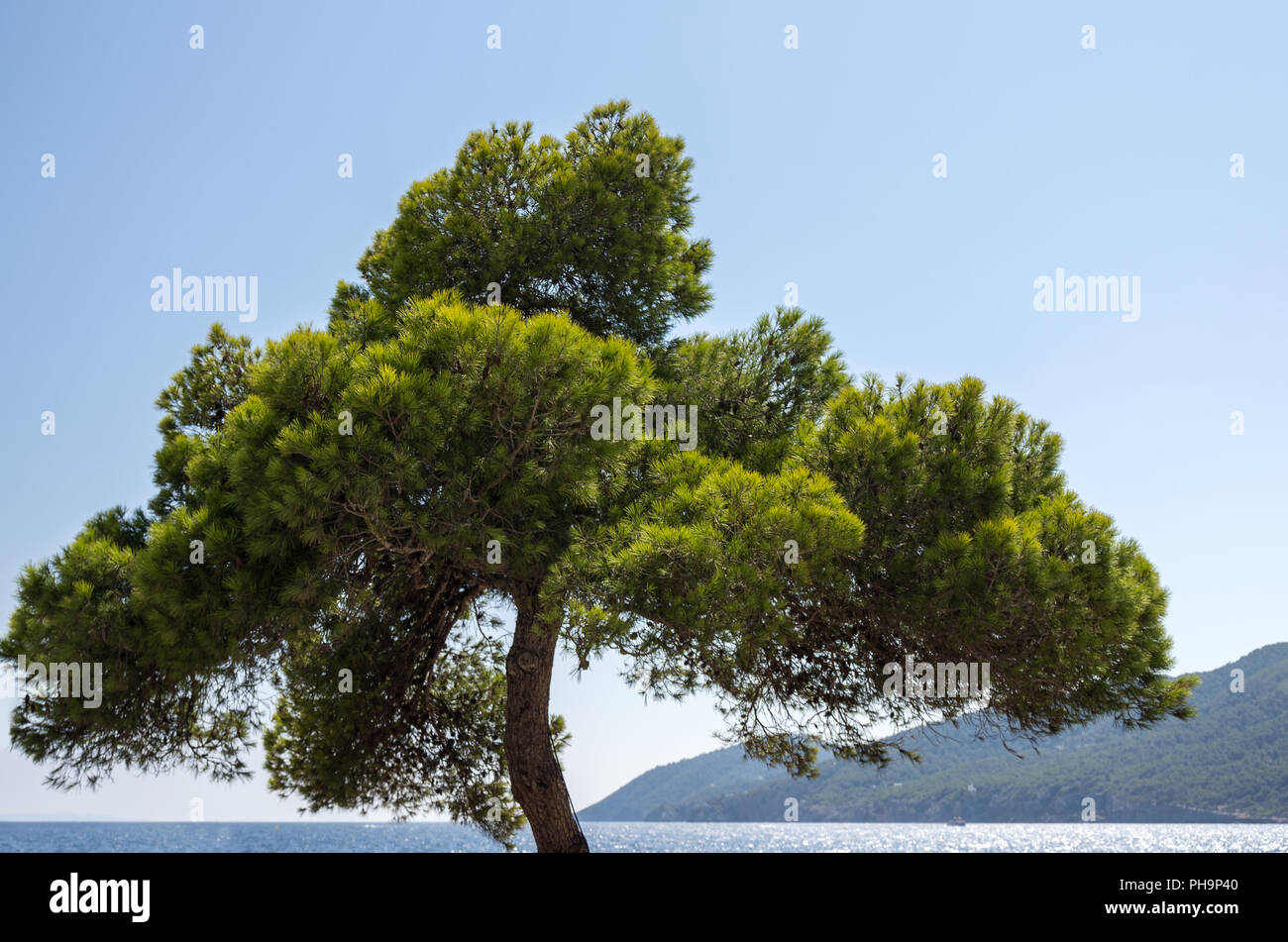 Tree at the beach Stock Photo - Alamy