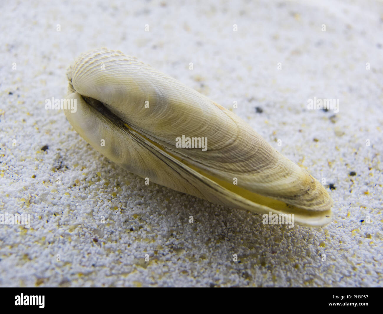 Piddock clams hi-res stock photography and images - Alamy