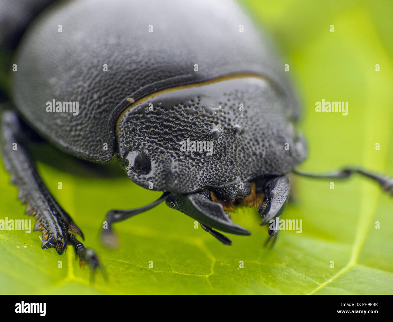 Shield beetle hi-res stock photography and images - Alamy