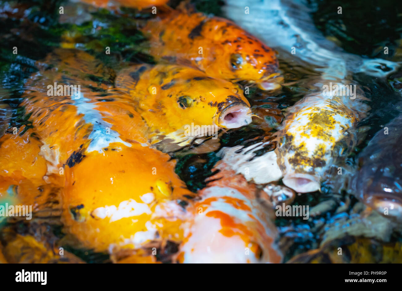 Fluttering fish hi-res stock photography and images - Alamy
