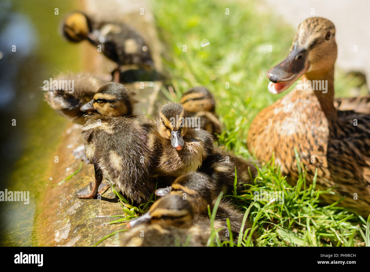 Human duck hi-res stock photography and images - Alamy