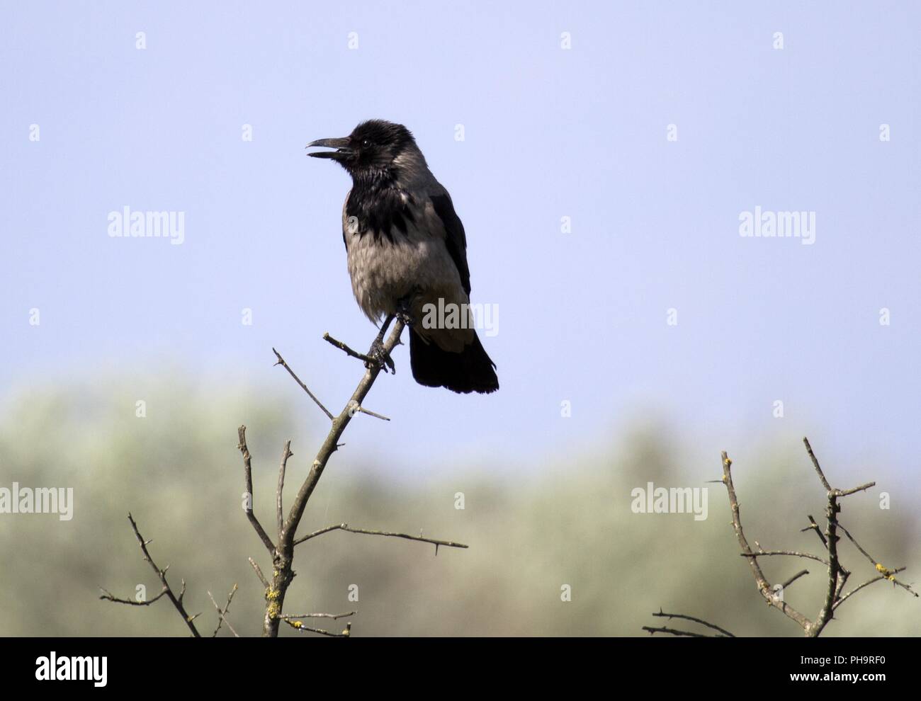 Hooded Crow, Donau delta, Sfântu Gheorghe Romania Stock Photo - Alamy