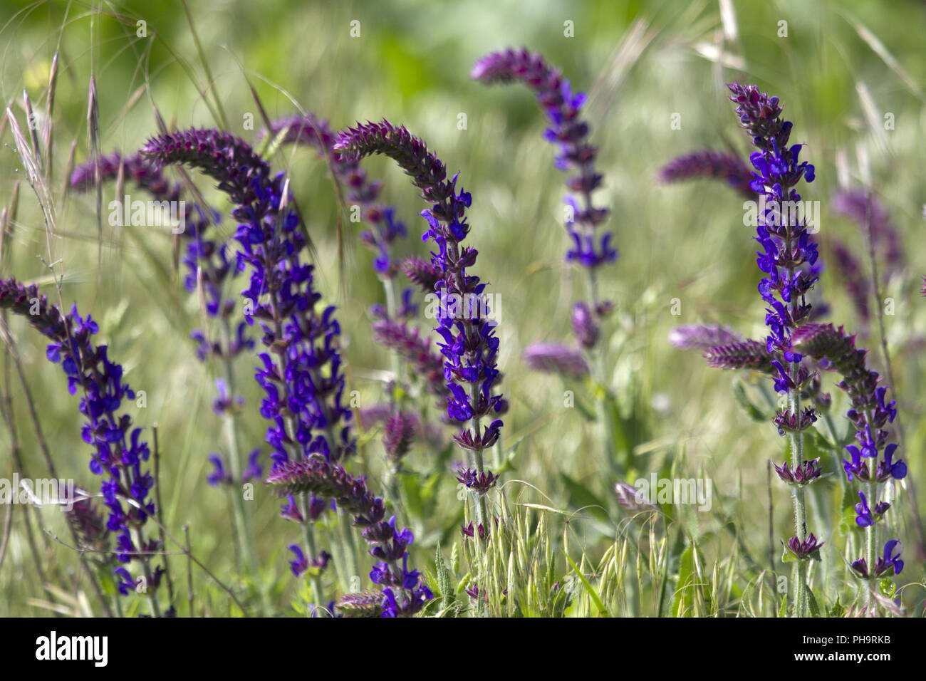Steppe flower hi-res stock photography and images - Alamy