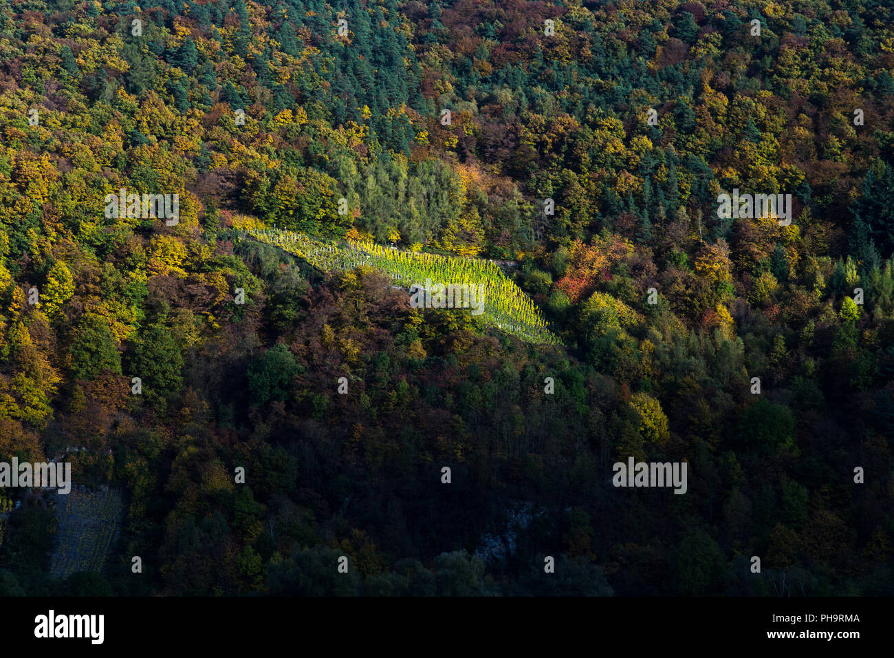 Autumnal grapevine hi-res stock photography and images - Alamy