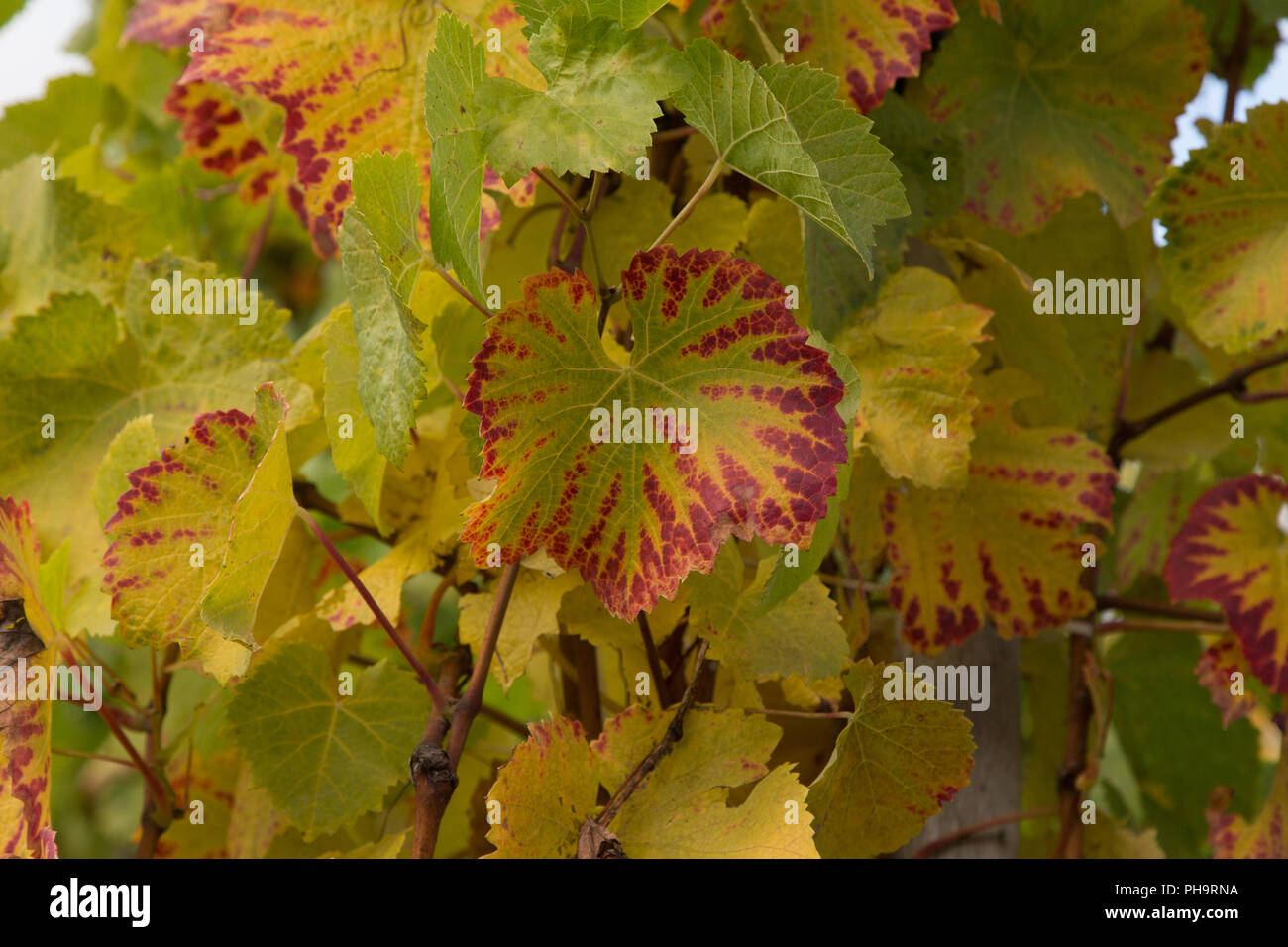 Wine leaves hi-res stock photography and images - Alamy