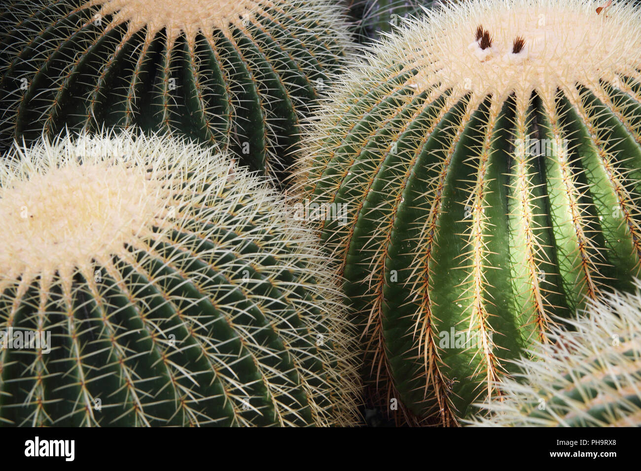 Cactus sting hi-res stock photography and images - Alamy