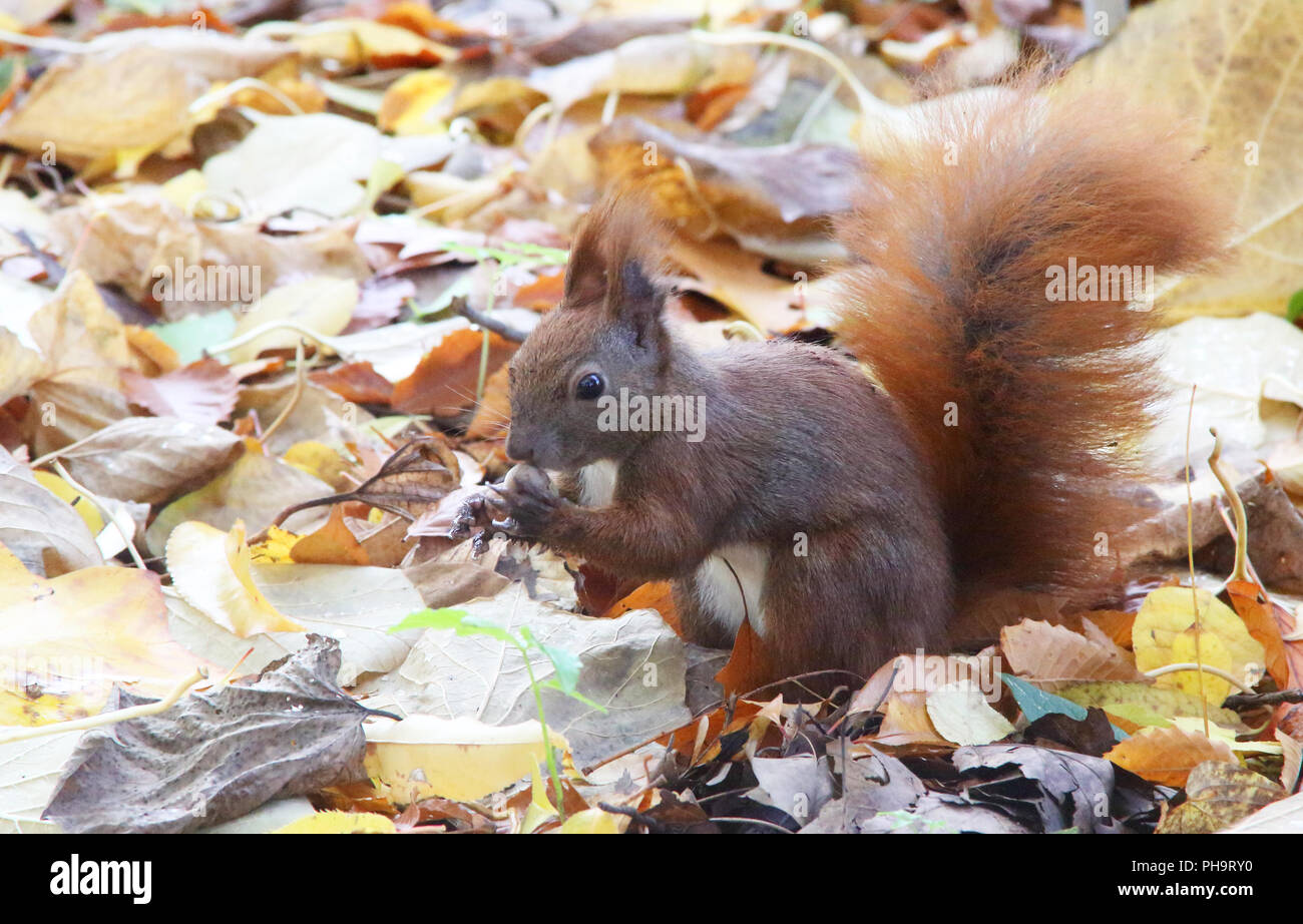 squirrel in autumn Stock Photo - Alamy