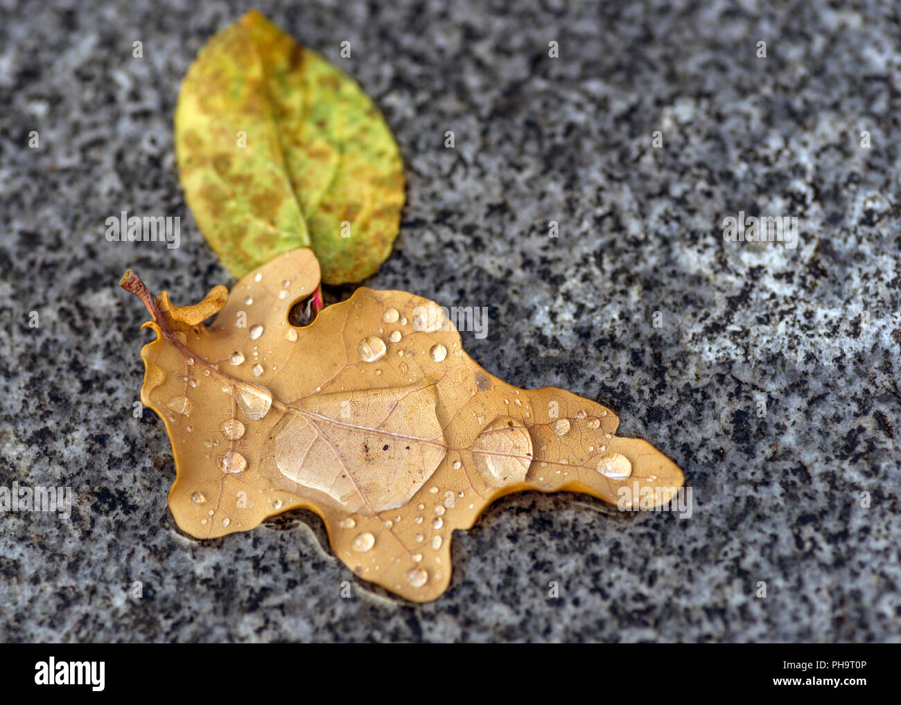 Autumn leaf in the rain Stock Photo - Alamy