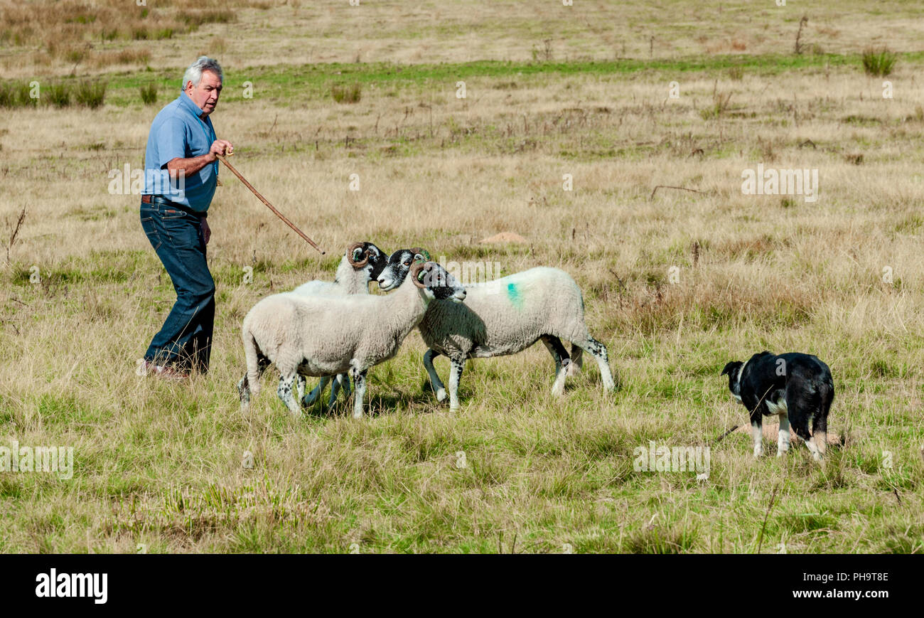 Sheep dog trials hi-res stock photography and images - Alamy