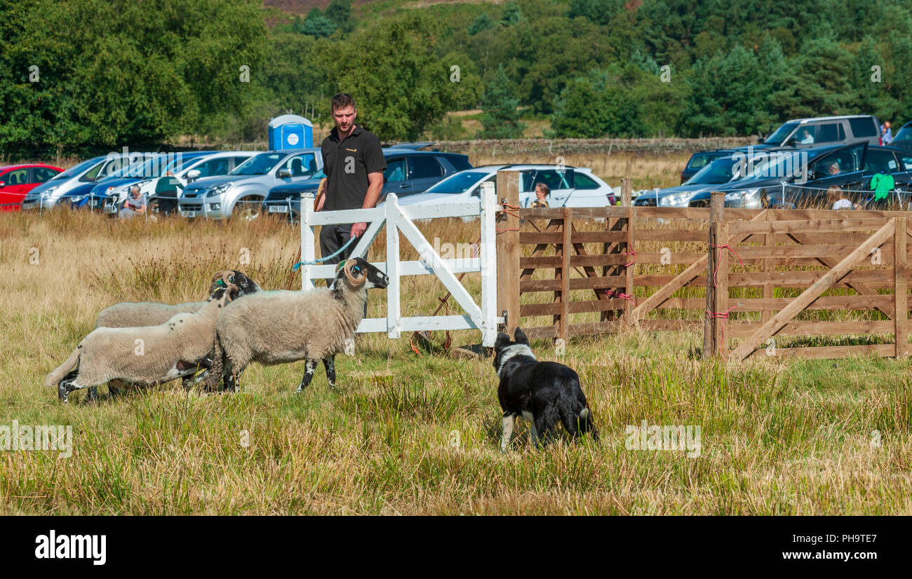 The World Famous Longshaw Sheep Dog Trials - The Peak District ...