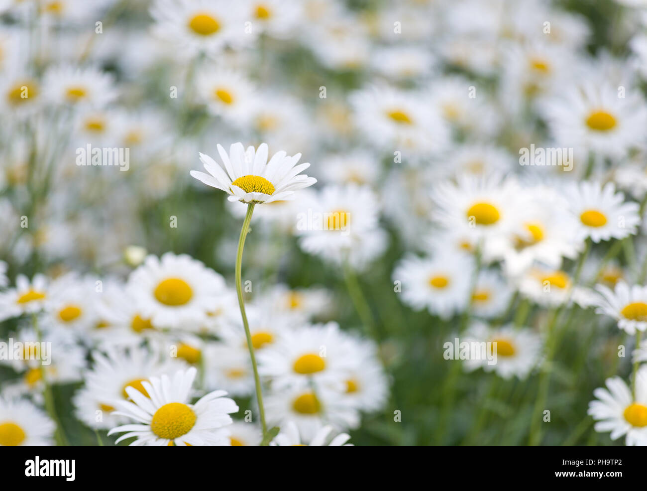 field of camomiles Stock Photo - Alamy