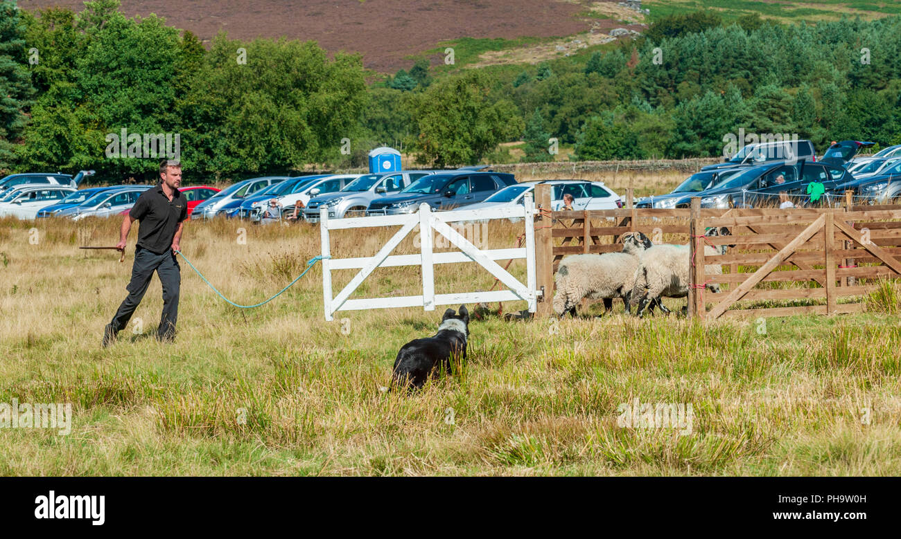 The World Famous Longshaw Sheep Dog Trials - The Peak District ...