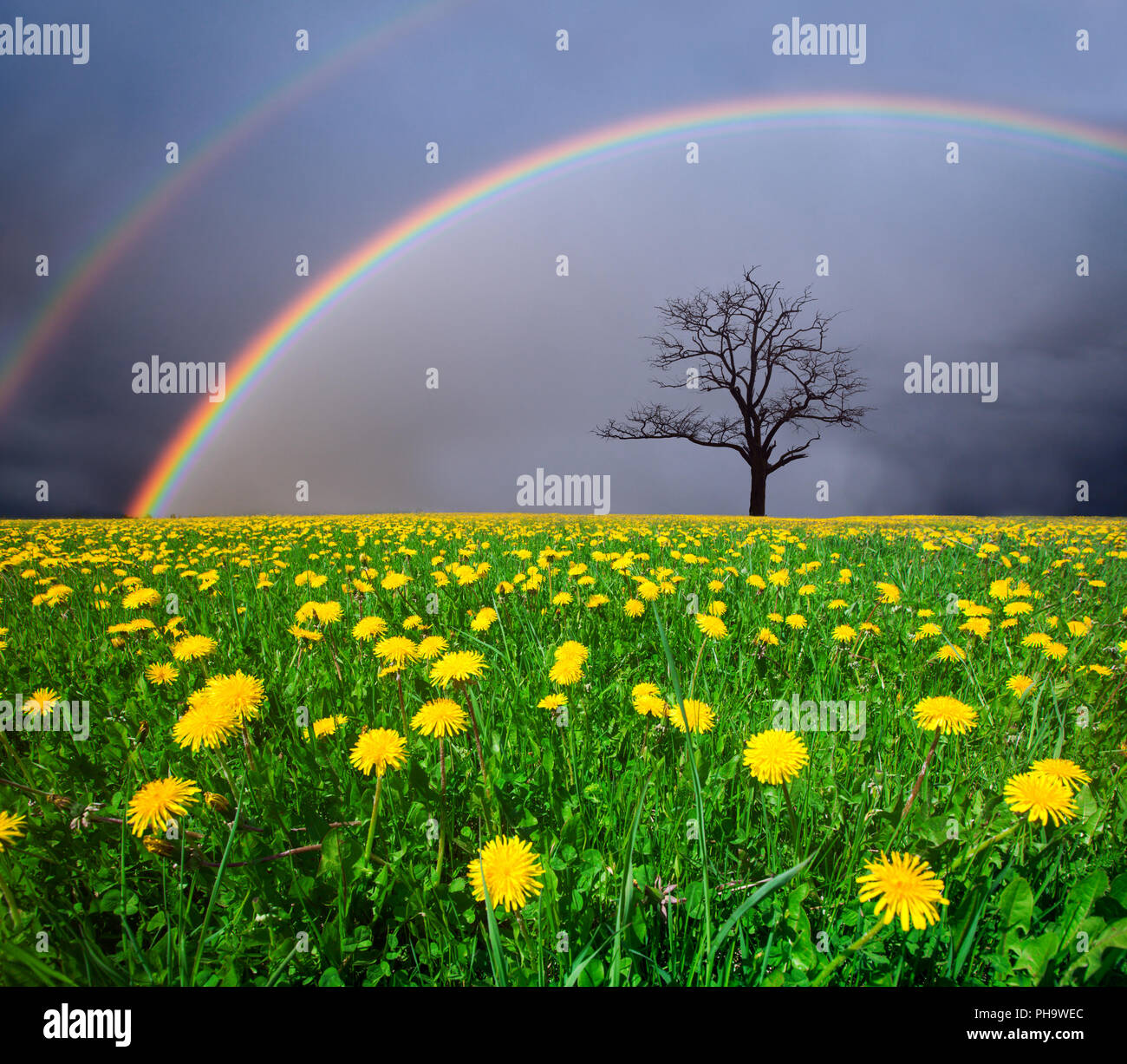 dandelion field and dead tree under cloudy sky with rainbow Stock Photo ...