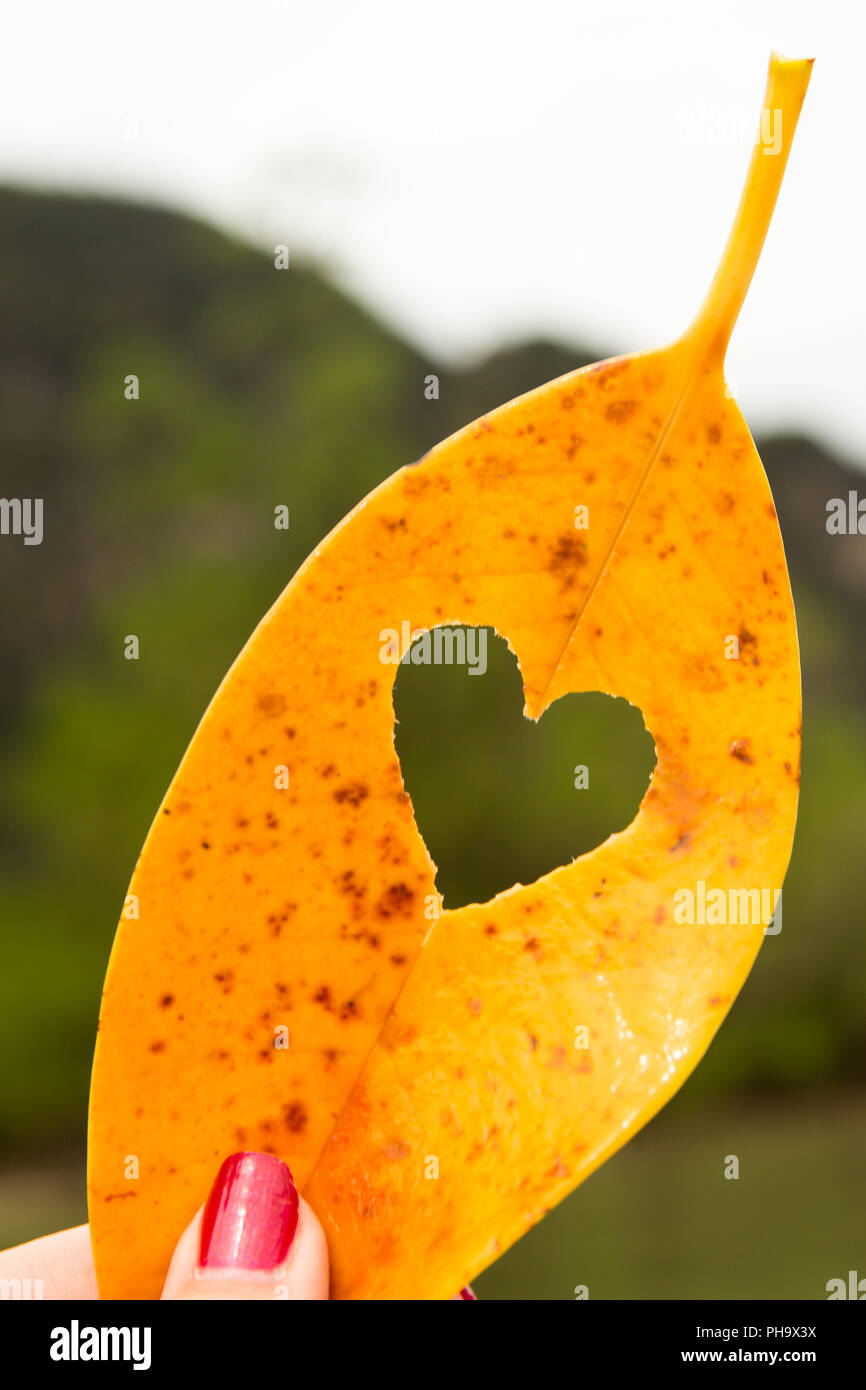 beautiful heart yellow leaf, mango love in Thailand Stock Photo - Alamy